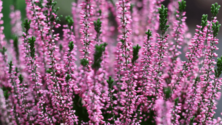 Heather: Folklore, Spiritual & Magickal Uses