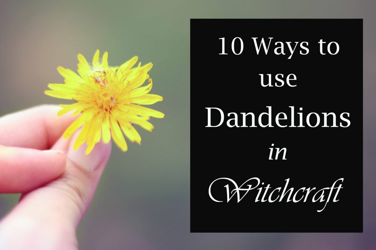 10 Ways to Use Dandelions in Witchcraft