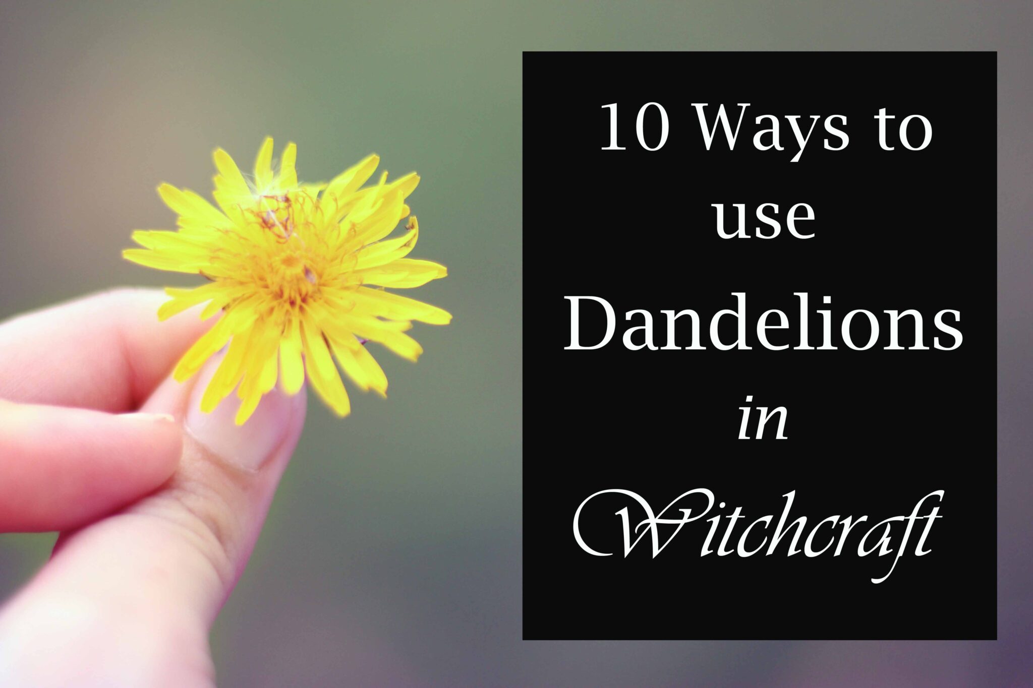 10 Ways to Use Dandelions in Witchcraft
