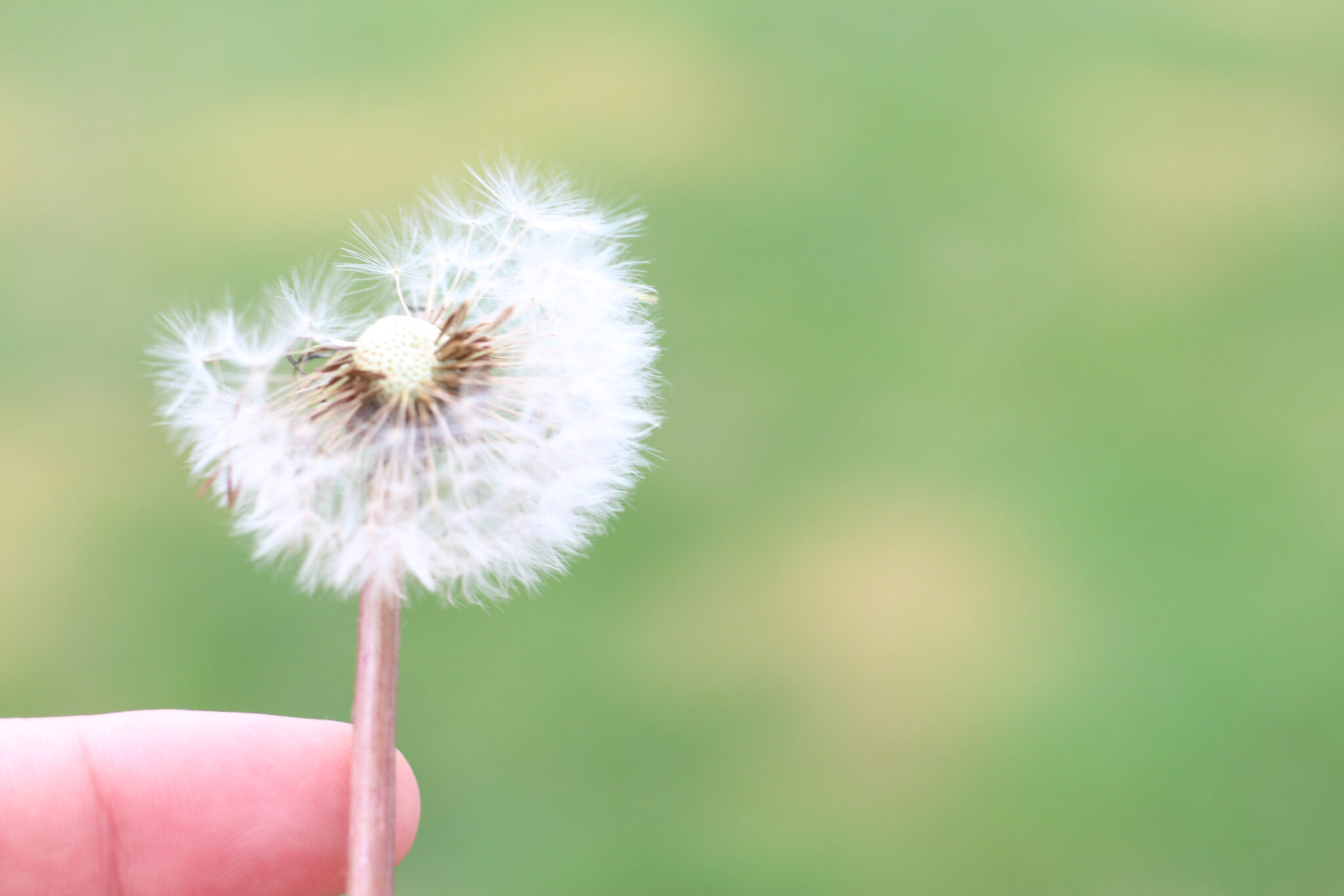 10 Ways to Use Dandelions in Witchcraft