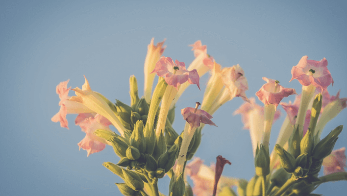 Nicotiana: Folklore, Healing, Magical & Spiritual Uses