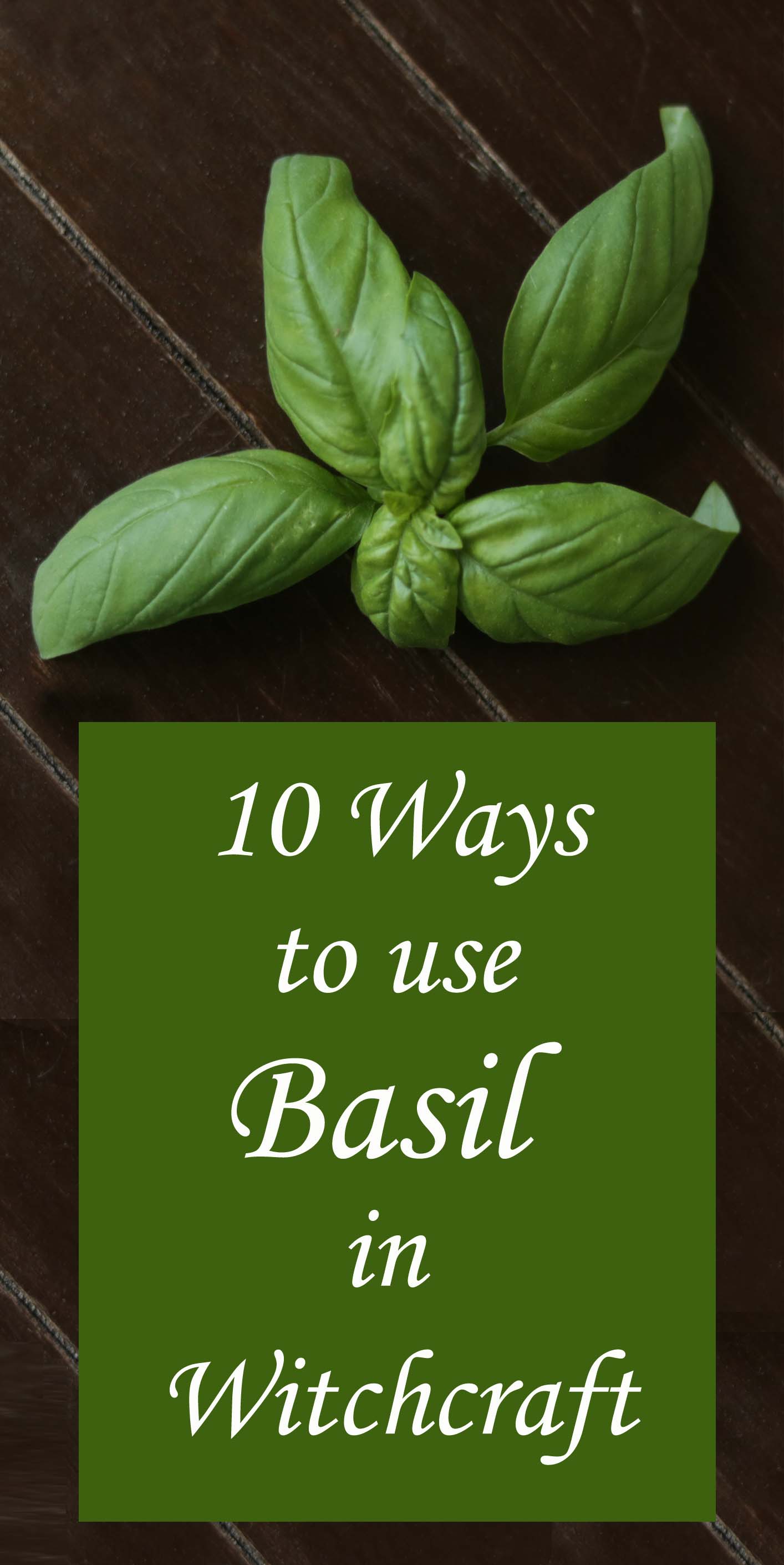 10 Ways to Use Basil in Witchcraft