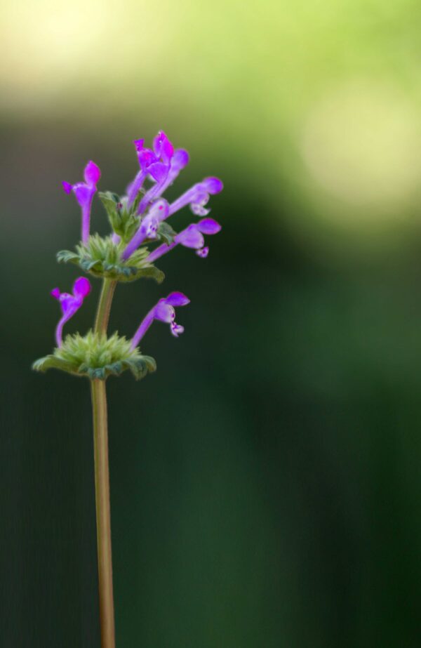 9 Ways to Use Henbit Dead Nettle in Witchcraft