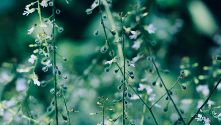 Enchanter's Nightshade: Folklore, Varieties & Magical Uses