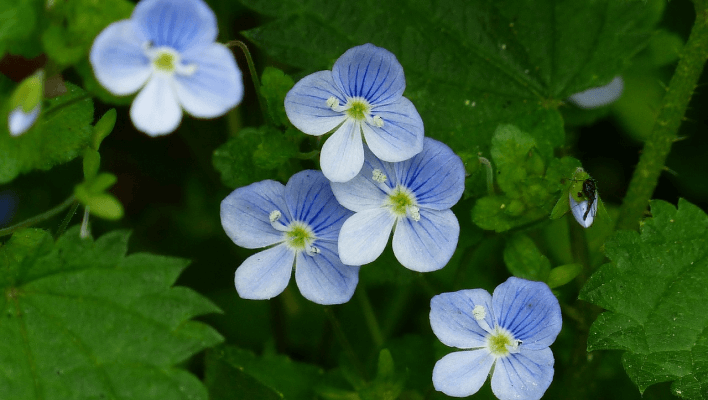 Eyebright: Folklore, Healing and Magical Uses