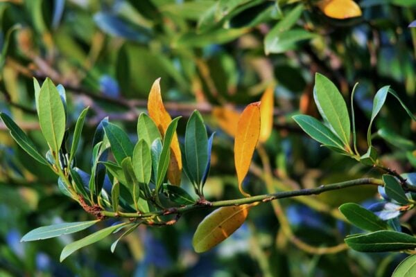 6 Magnificent Bay Leaf Magical Properties [DIY]