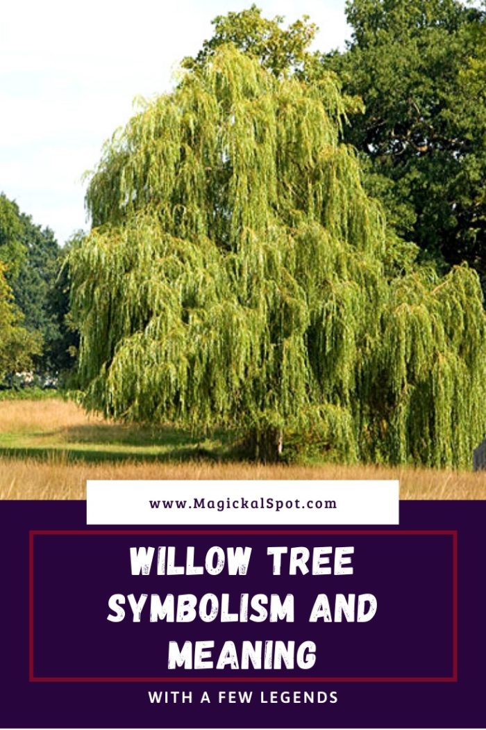 Willow Tree Symbolism and Meaning Explained [With A Few Legends]