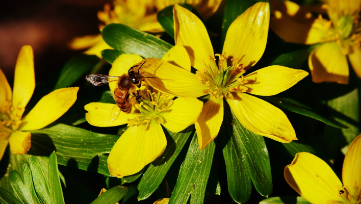 Aconite: Symbolism, Spiritual Properties & Magickal Uses