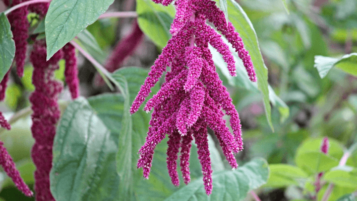 Amaranth: Folklore, Magical & Spiritual Attributes