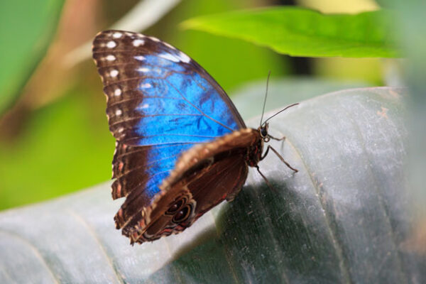 Simbolismo y significado de la mariposa azul [Interpretación]