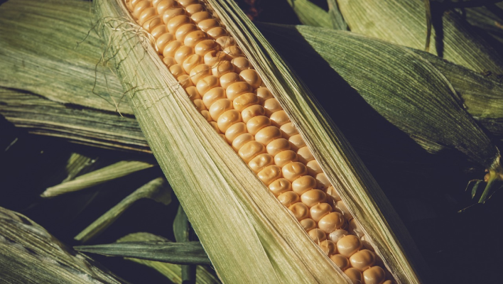 Corn: Growing, Healing & Magick Uses