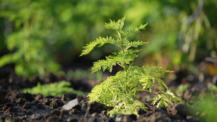 Southernwood: Folklore, Healing & Magick Uses