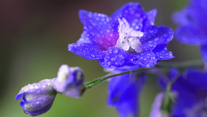 Larkspur: Folklore, Spiritual & Magical Uses