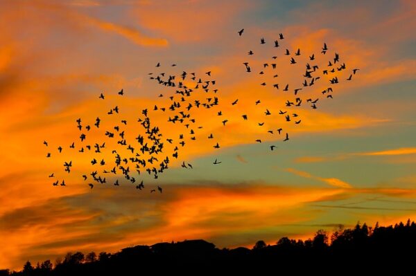 Birds Spiritual Meaning Explained [Symbolism and Dreams]