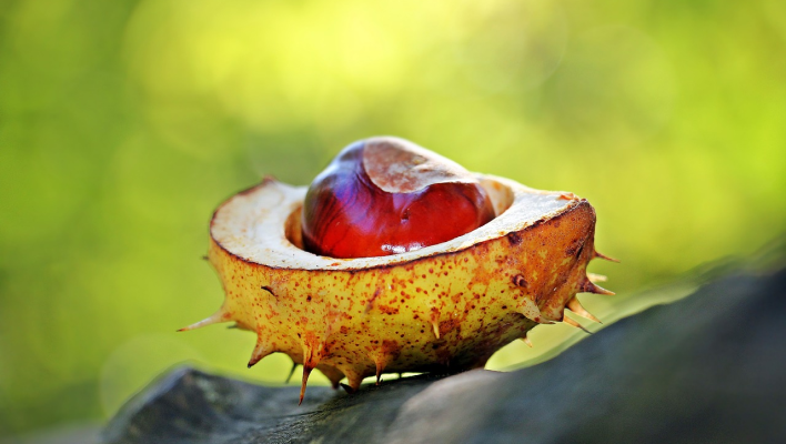 Chestnut: Folklore, Propagation and Magical Attributes