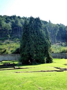 3 Trees that Symbolize Death & Connecting With Them