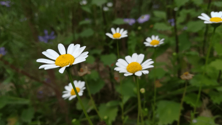 Feverfew: Folklore, Healing & Magickal Attributes
