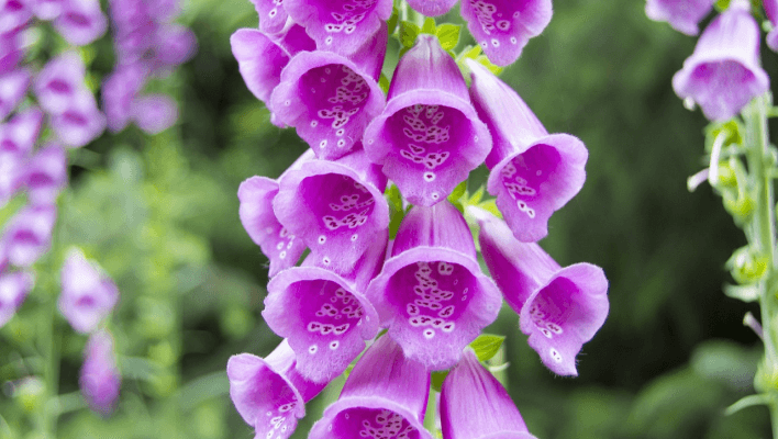 Foxglove: Folklore, Varieties, Healing & Magical Uses