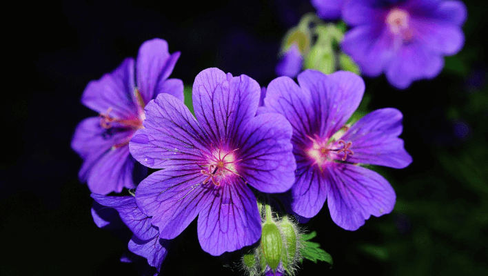 Geranium: Folklore, Propagation, Healing & Magickal Uses