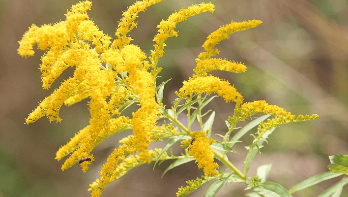 Goldenrod: Folklore, Propagation, Healing & Magical Uses