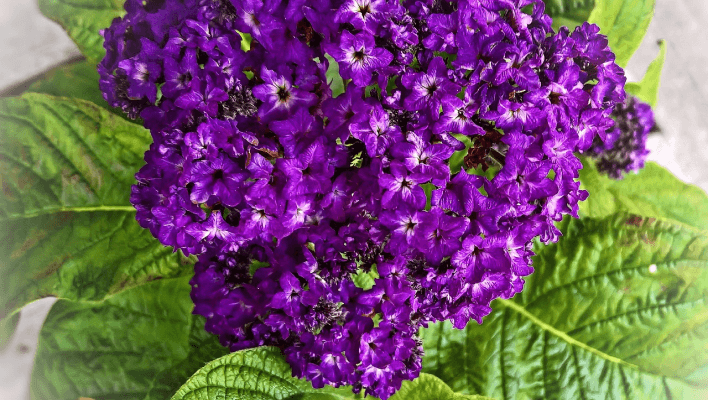 Heliotrope: Folklore, Spiritual & Magickal Uses