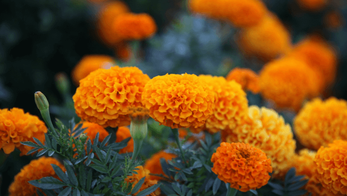 Marigold: Folklore, Spiritual & Magical Attributes