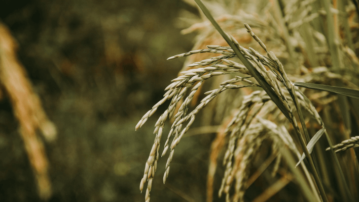Rice in Magic: The Symbolic and Healing Significance