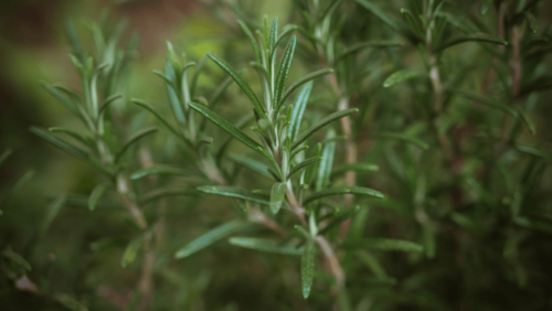 Tisane: Types & Best Herbs for Tisanes