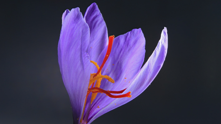 Saffron: Uses in Magick & Healing
