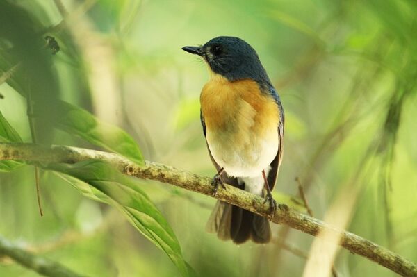 Explicación del significado espiritual de los pájaros [Simbolismo y sueños]