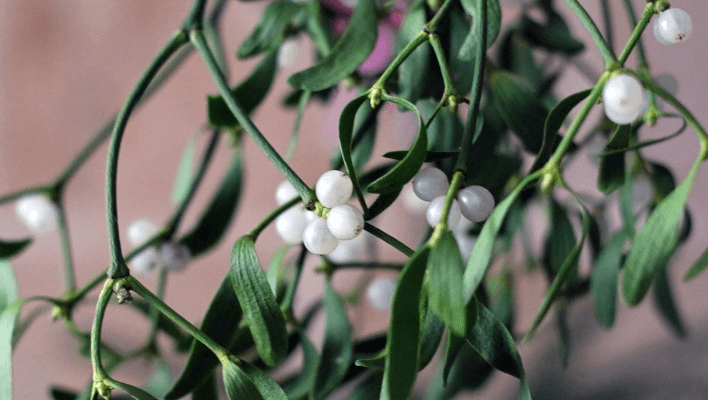 Mistletoe: Folklore, Yule, Spiritual & Magical Uses
