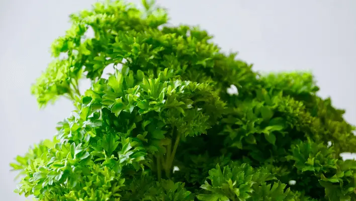 Parsley: Folklore, Spiritual & Magical Uses