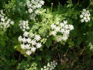 Here's a List of 29 Powerful Wiccan Herbs [DIY]