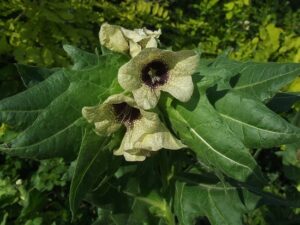 Here's a List of 29 Powerful Wiccan Herbs [DIY]