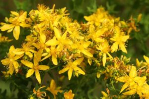 A List of Powerful Moon Magick Herbs [For Each Phase]