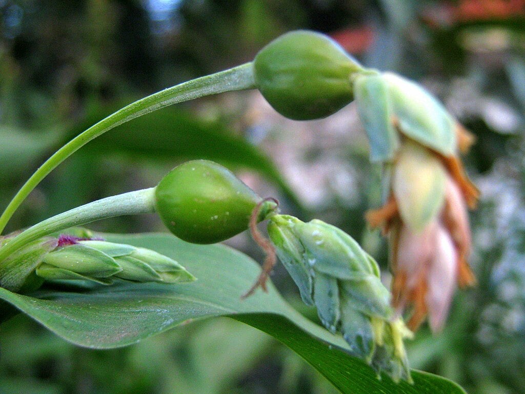 Job's Tears: Folklore, Symbolism & Magical Uses