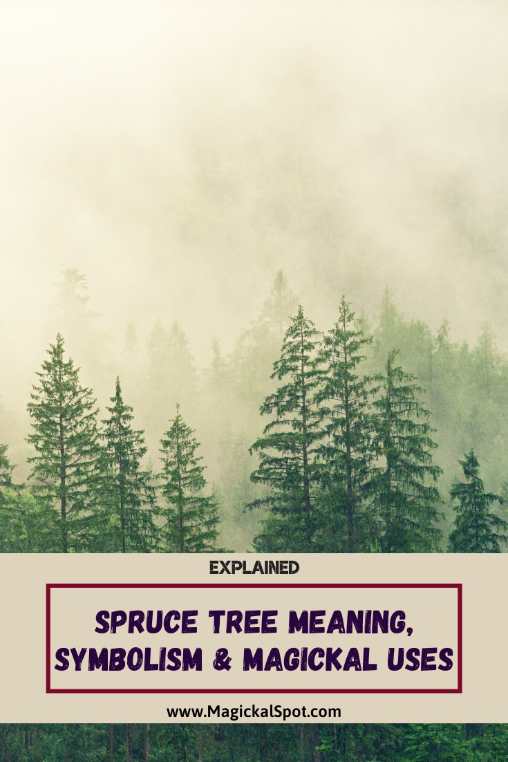Spruce Tree Meaning, Symbolism & Magickal Uses [Explained]