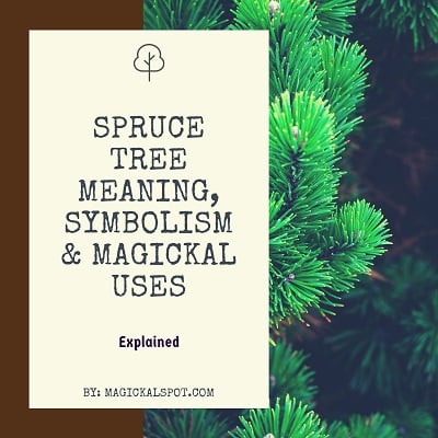 Spruce Tree Meaning, Symbolism & Magickal Uses [Explained]