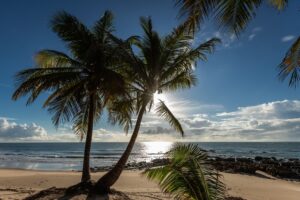 3 Trees that Symbolize Friendship & Connecting With Them