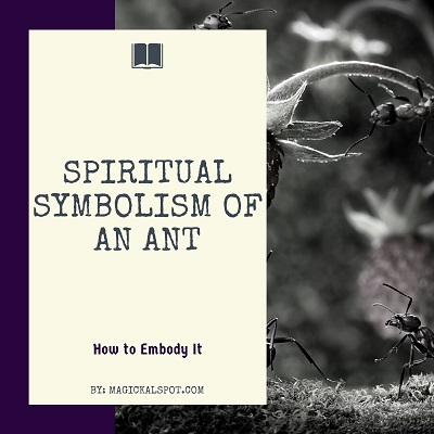 Spiritual Symbolism of an Ant (How to Embody it)