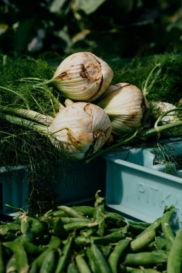 Fennel: Folklore, Symbolism & Magickal Uses