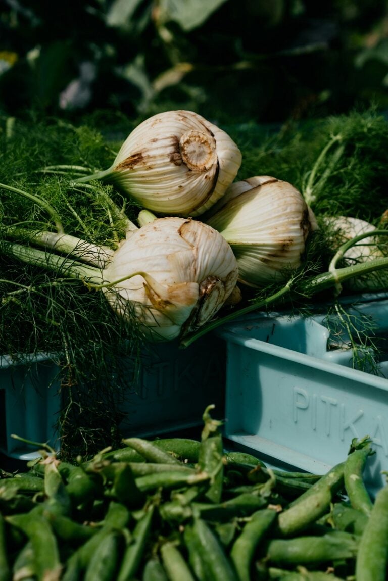 Fennel: Folklore, Symbolism & Magickal Uses
