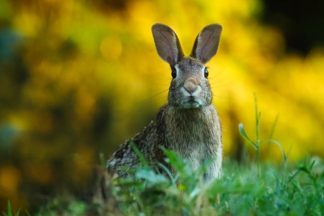 Rabbit Spirit Animal: Symbolism and Dreams
