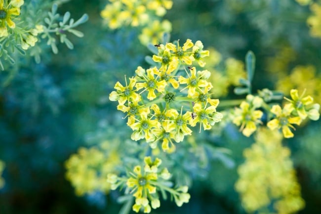 Rue: Growing, Spiritual & Magickal Properties & Uses