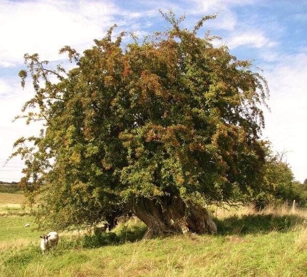 Hawthorn: Folklore, Spiritual & Magickal Uses