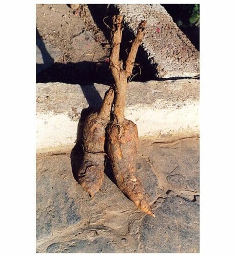 Mandrake: Folklore, Spiritual & Magical Attributes