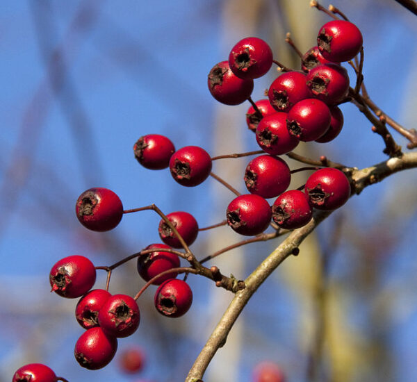 Hawthorn: Folklore, Spiritual & Magickal Uses