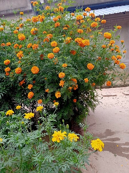 Marigold: Folklore, Spiritual & Magical Attributes